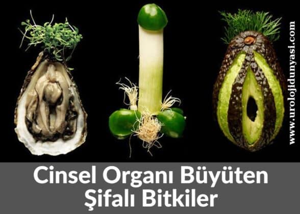 Cinsel organı büyüten şifalı bitkiler: Fayda ve Zararları